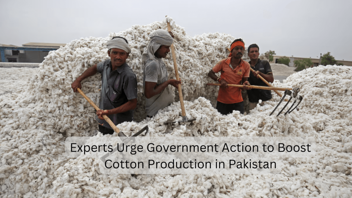 Experts Urge Government Action to Boost Cotton Production in Pakistan ...